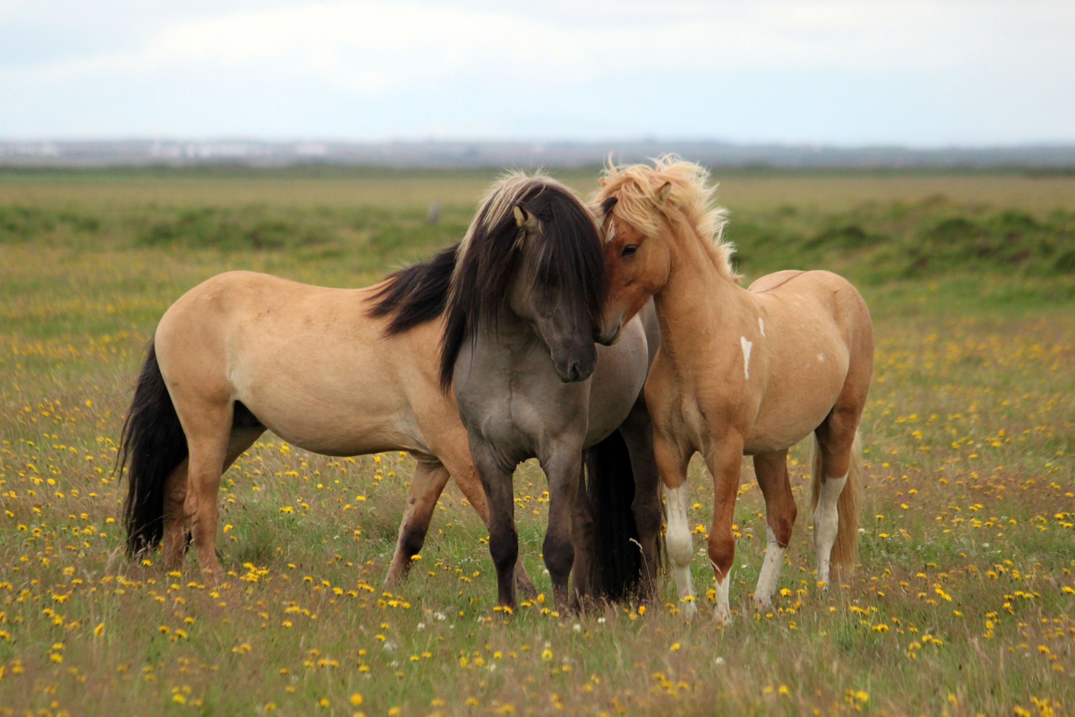 What Makes A Dun Horse Pale HudsonAlpha Institute For Biotechnology